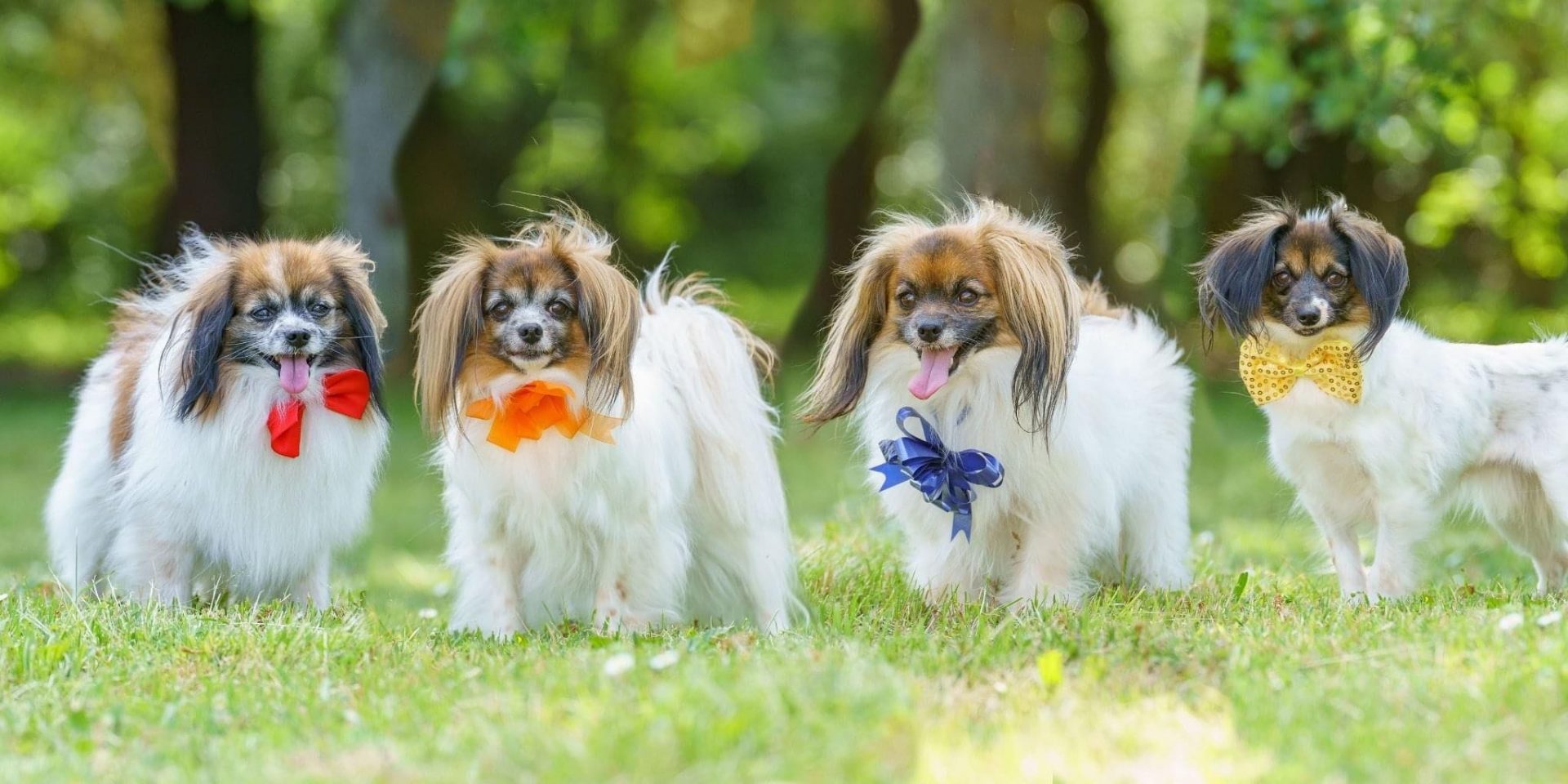 Le Phalène au Domaine des Seigneurs de la Vallée